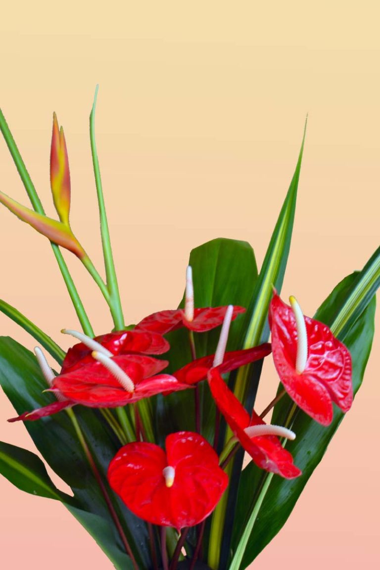 HFNA Starter Box Canada - HFNA's Hawaiian Starterbox